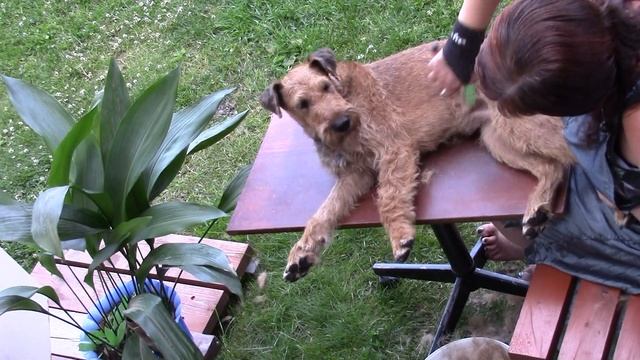 Ирландские терьеры : ТРИММИНГ ДЕНЬ