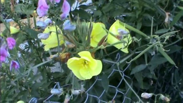 2023 Июль Мама я