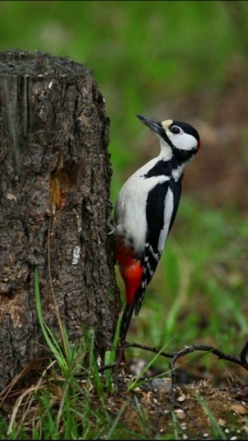 Стук Дятла. Звуки Дятла