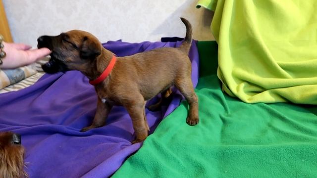 Ирландские терьеры : Щенки от Курта и Андреа , красная лента , сука