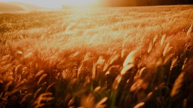 Дым размокших сигарет