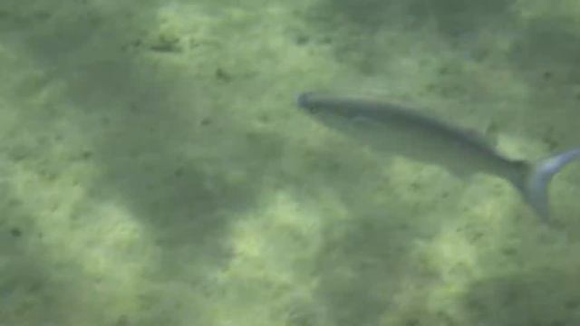 Риф дельфинов.mov