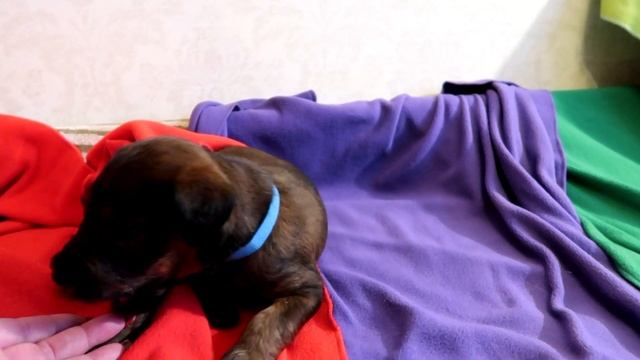 Ирландские терьеры : щенки от Курта и Андреа , кобели фиолетовая  и голубая лента