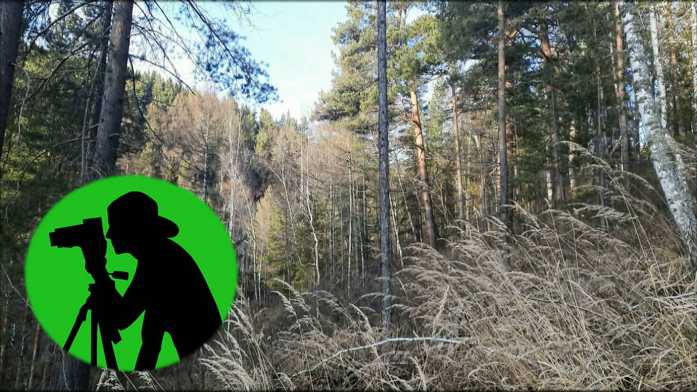 В лесу, где птички поют и ветер шумит в кронах деревьев / Звуки природы для отдыха и крепкого сна