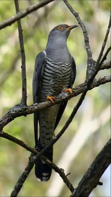 Кукушка Кукует. Звук Кукушки в Лесу