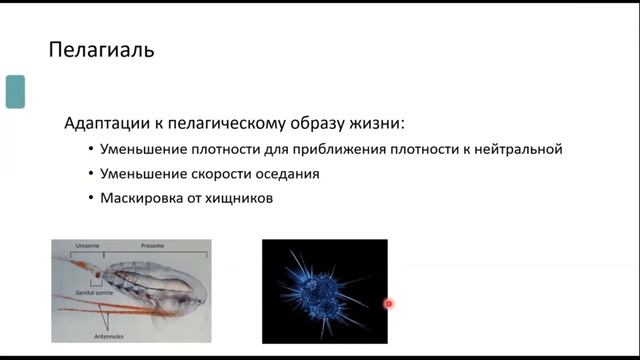 14 урок. Экология. Зоология беспозвоночных. Подготовка к олимпиаде.