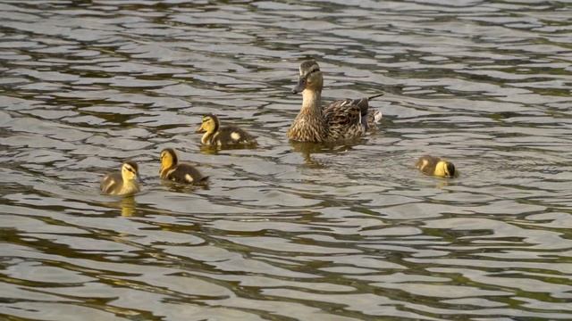 11946157_3840_2160_30fps