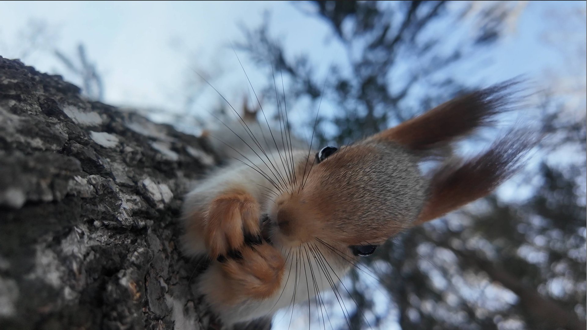 Белочки играются