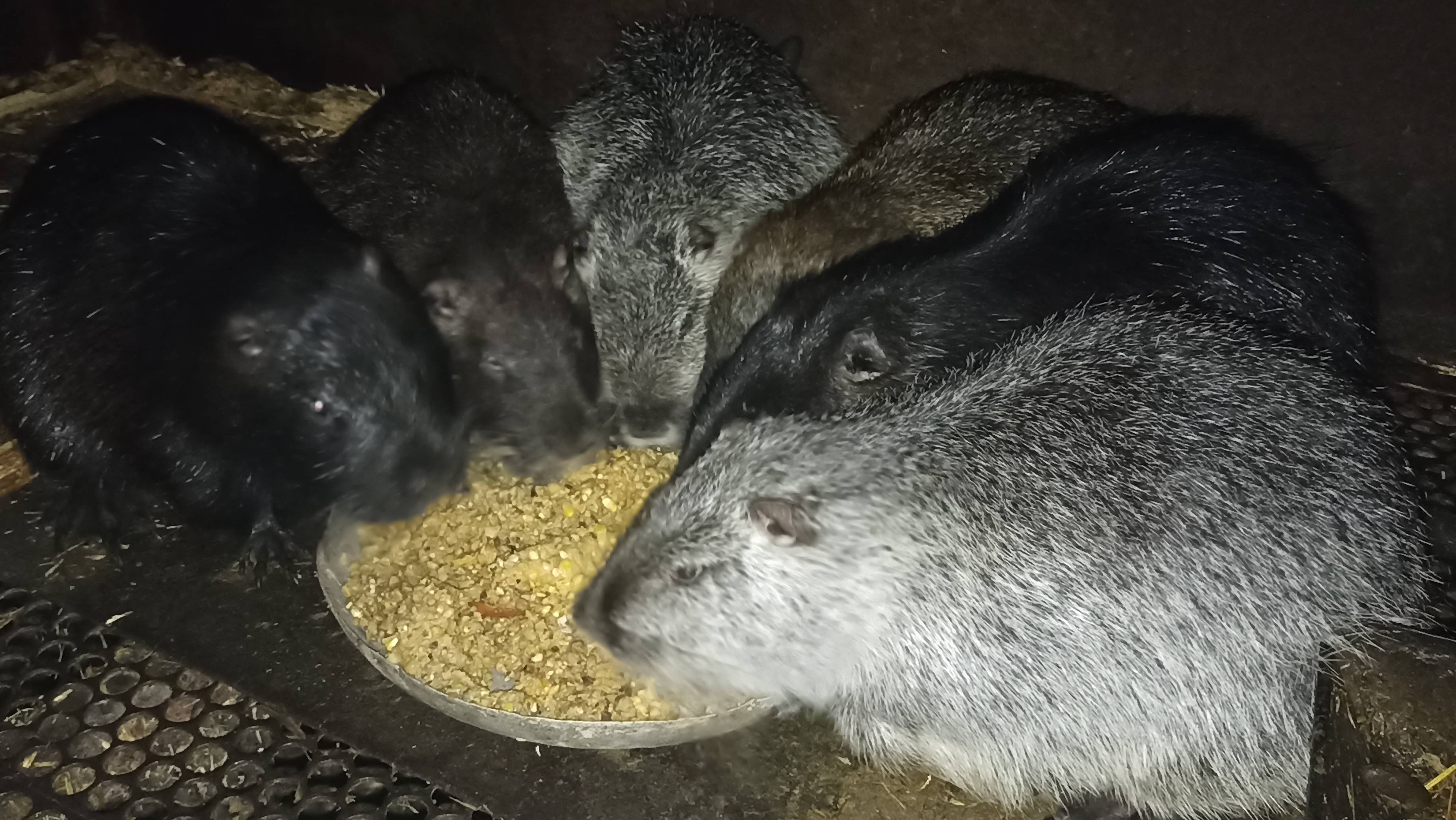 НУТРИИ опять всё сломали и погрызли. 29.12.24