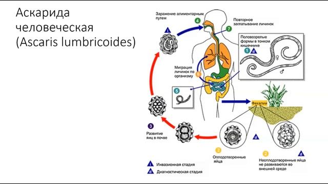 13 урок. Nematoda или круглые черви-строение. Зоология беспозвоночных.
