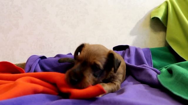 Ирландские терьеры :  щенки от Курта и Андреа . Сука Аура