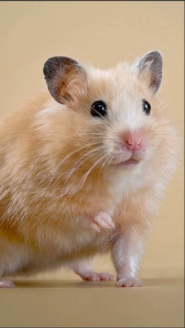 Хомяк Пищит. Писк Хомяка. Звук Хомяка.