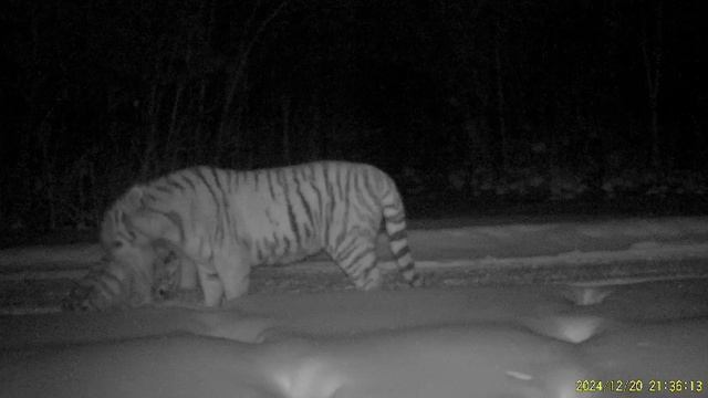 Амурских тигров запечатлела скрытая фотоловушка