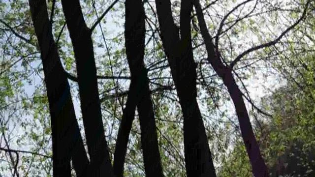 Архив. Парк ВДНХ 7 мая2010.