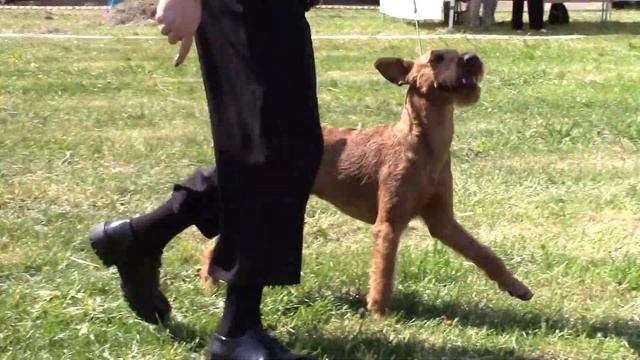 Ирландские терьеры : Выставка собак  . Санкт-Петербург 2024 . Михарт и Аура 2024