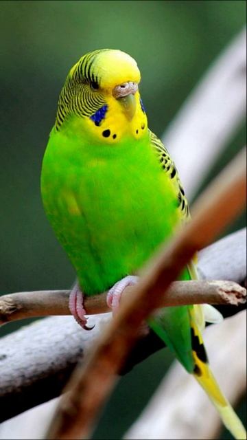 Волнистый Попугай Чирикает. Звук Волнистого Попугая