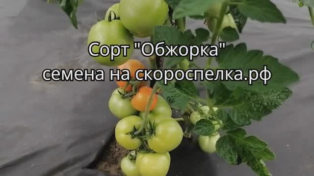 Чудесный очень урожайный сорт томата "Обжорка" Прекрасно плодоносит под открытым небом Семена у нас
