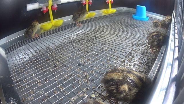 Настройка и функции терморегулятора из китая W3230