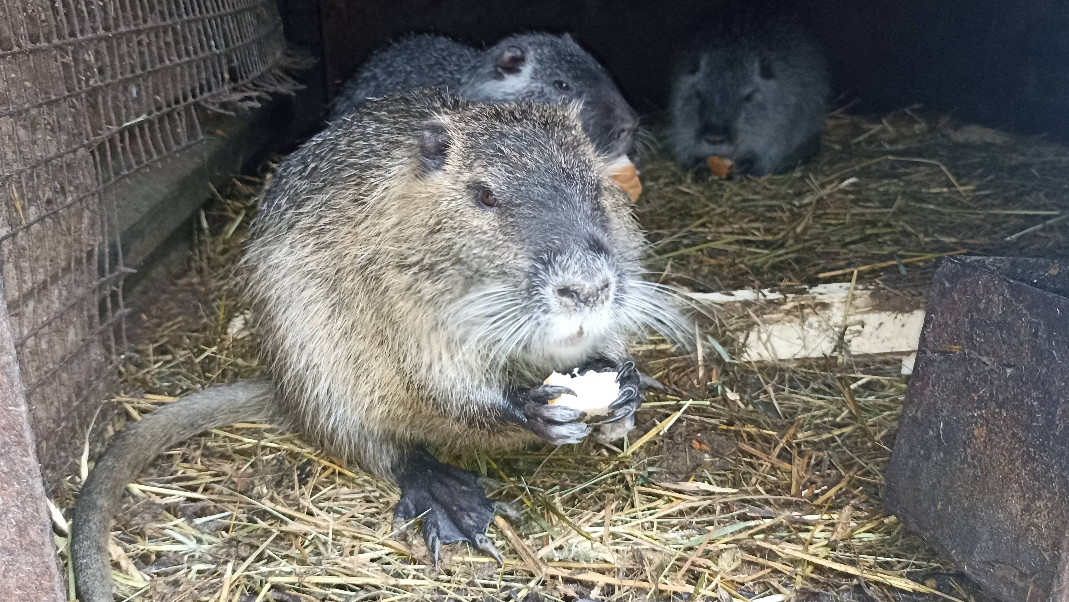 Продолжаем приручать НУТРИЙ. 26.12.24