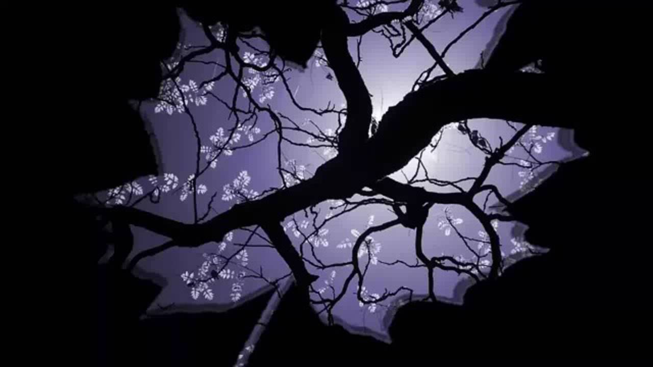 Два белых снега