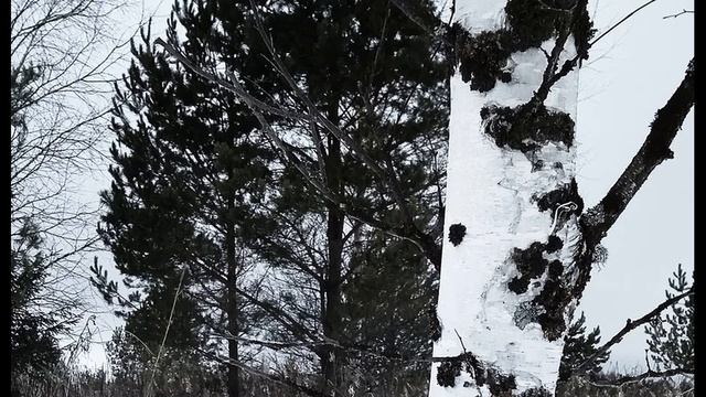 В Шекспир. Сонет 121  Уж лучше грешным быть, чем грешным слыть #стихиосудьях #зарубежнаялитература