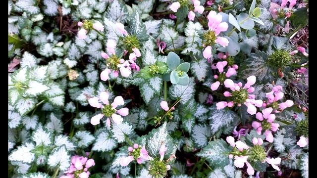 А  Пушкин  Сказка о рыбаке и рыбке #сказки#обисполнениижеланий