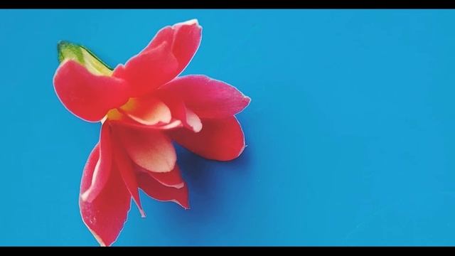 П Коэльо  О расставании  Алхимик  Фрагмент 15 из 23 #роман#притча#осудьбе#освоемпредназначении