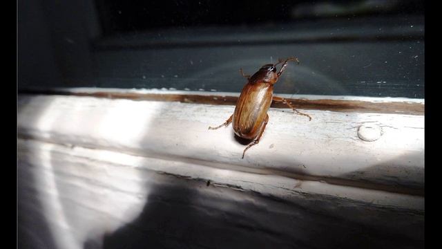 А  Барто  Жук  Мы не заметили жука #стихидлядетей #поэты20века