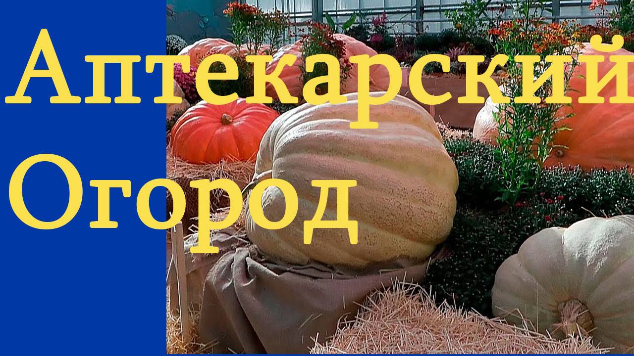 Аптекарский огород 2022.mp4