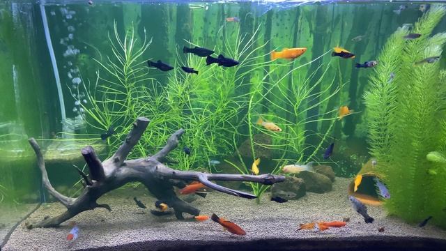 Закон подлости