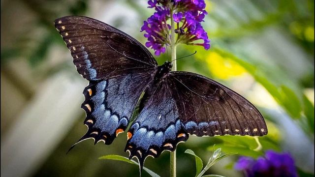 А  Фет  Бабочка #стихиолете #стихиолюбви #поэты19века