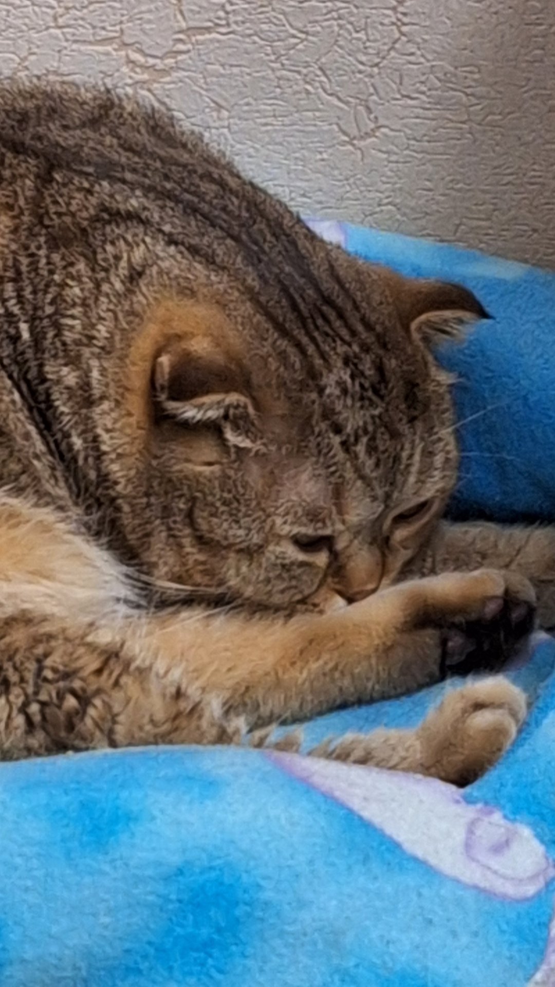 Вредный котэ.mp4