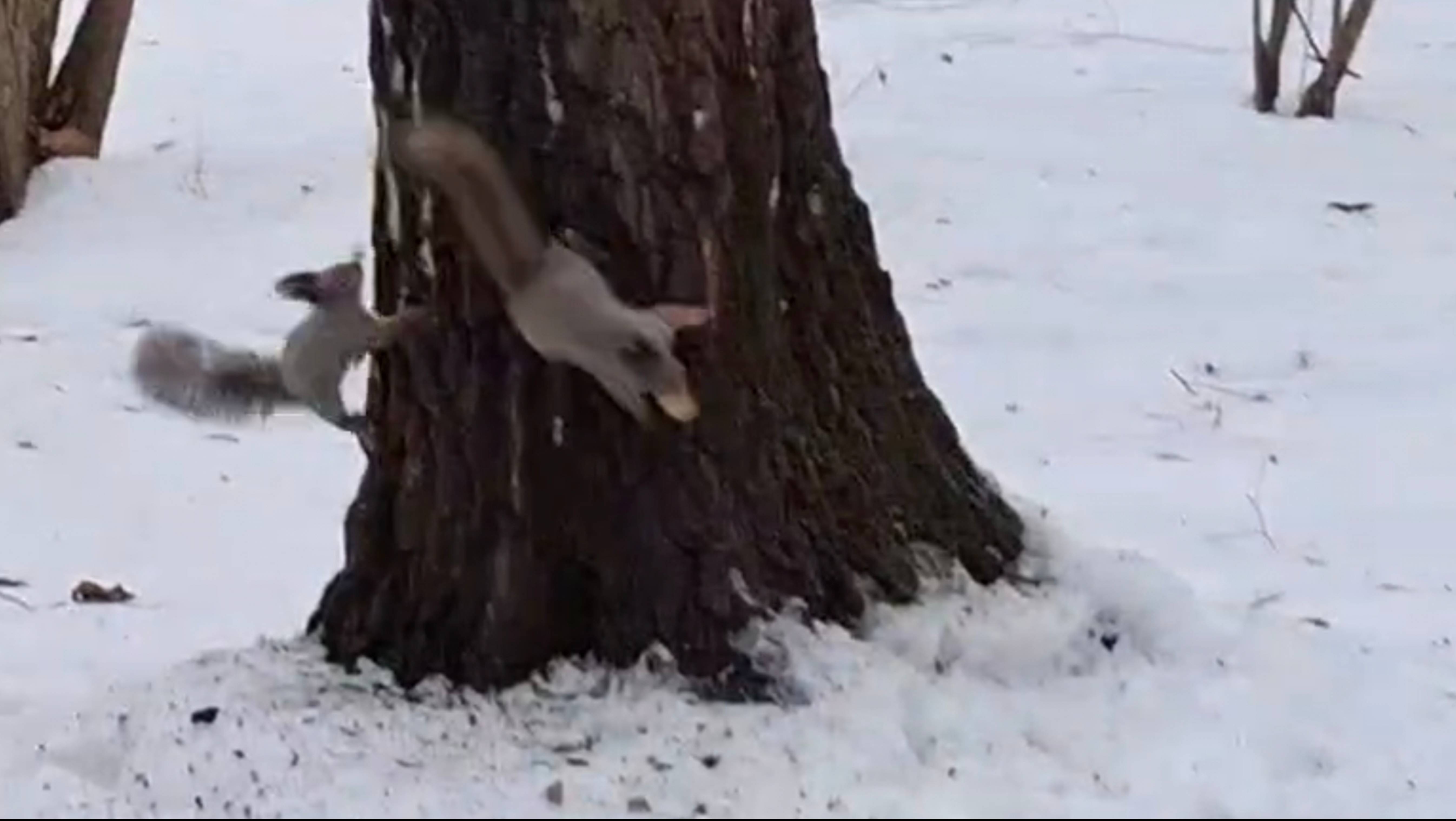 Белки - погоня за орехом_#1, Битца, 22  января 2025