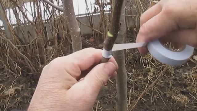 Прививка груши весной