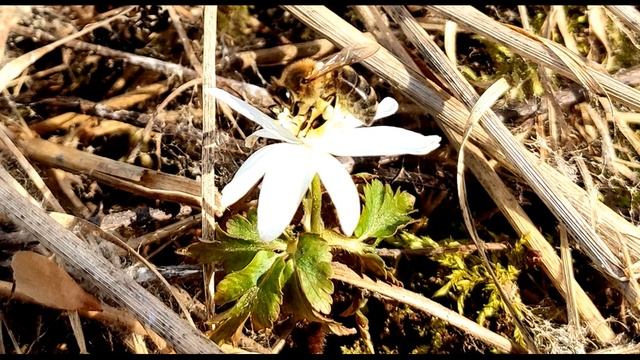 А  Ахматова  Клеветникам #гражданскаялирика #поэтысеребряноговека