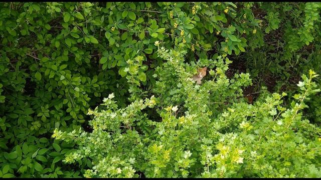 Гомер. К Афродите  Гомеровы гимны 6 #стихиоженщине#зарубежнаялитература