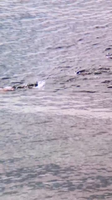 video_2025-01-22_15-51-04