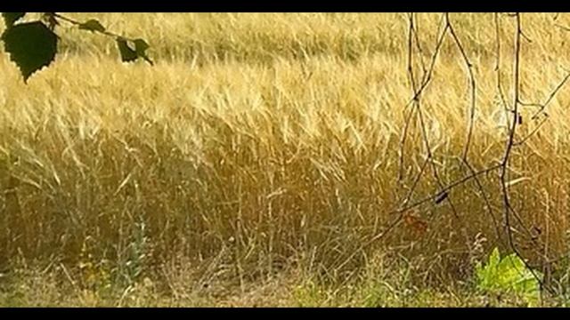 Н Панченко  Баллада о бегстве #философскаялирика #поэзия20века #осмелости