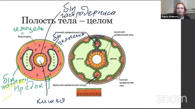 7 урок. Тип Annelida(Кольчатые черви): строение, разнообразие, биология. Зоология беспозвоночных.