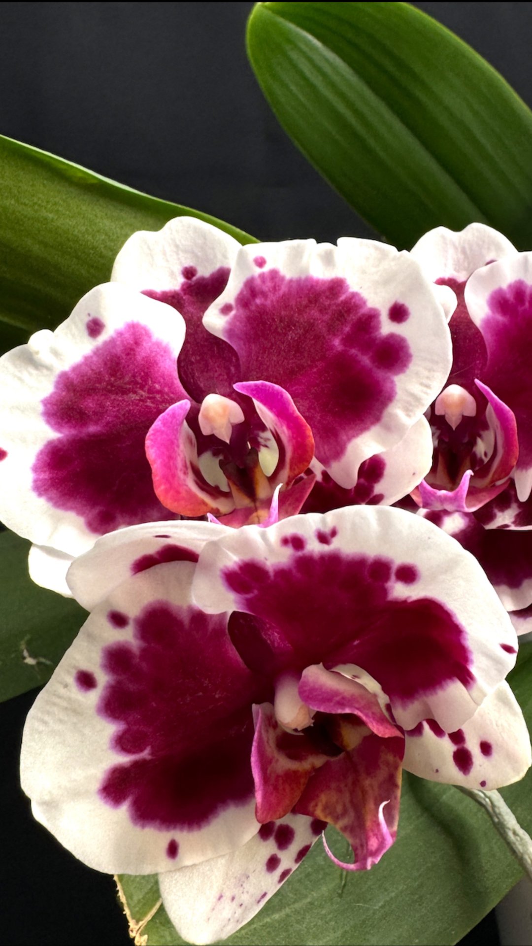 Phal. Purple rain