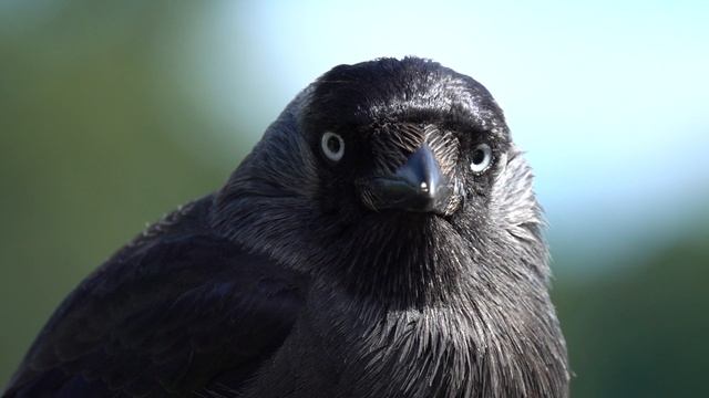 12041412_1920_1080_25fps