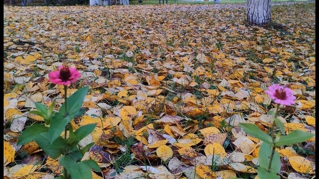 Н Матвеева  Мы только женщины #стихиоженщине #современнаяпоэзия