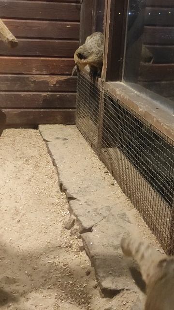 Носухи в Лога парке