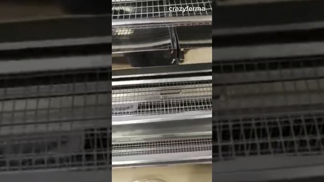 🧹Лайфхак: как правильно обслужить птицу, чтобы это было эффективно и быстро?