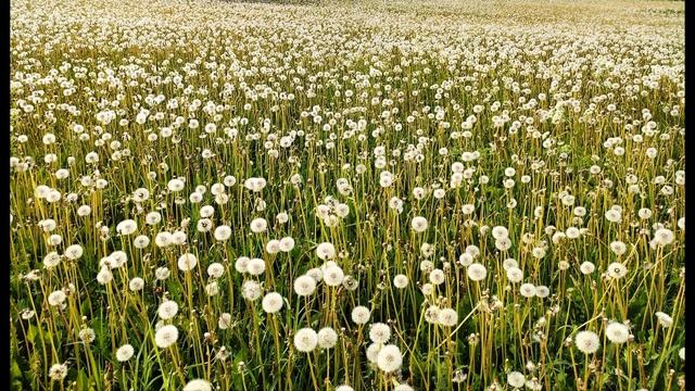 Анакреон  Кобылица молодая  Древнегреческая лирика #стихиосвободе #древнегреческаялирика