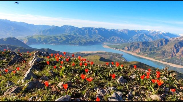 Алишер Навои  Весна без тебя #узбекскаялирика #стихиолюбви