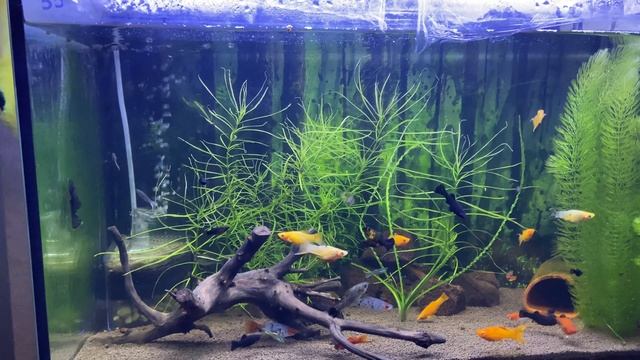 Болезнь продолжается