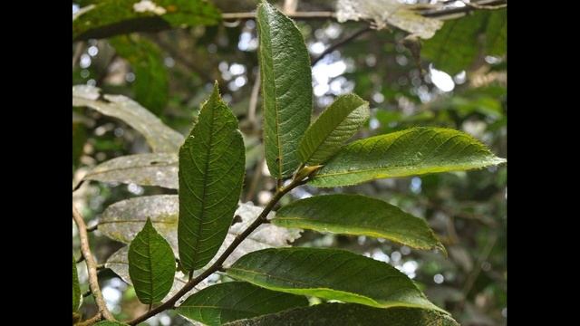 А  Пушкин Анчар  #гражданскаялирика #поэты19века