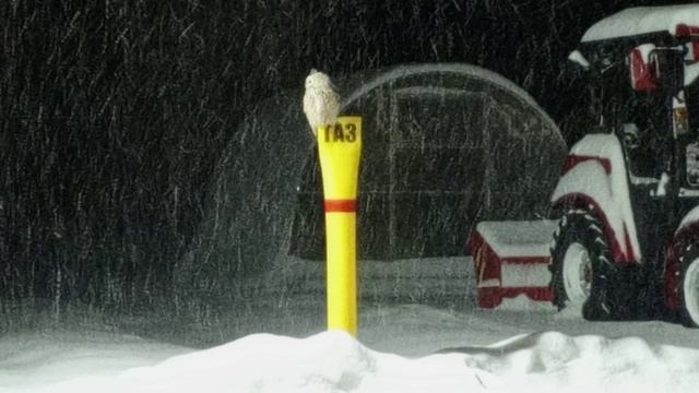 Сова в снегопад 2