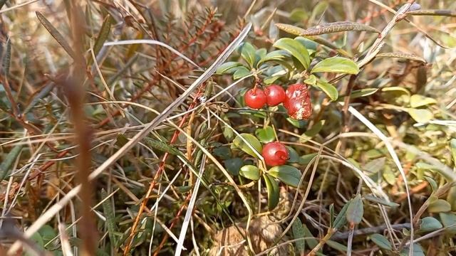 Белое море,9мая,15мая.